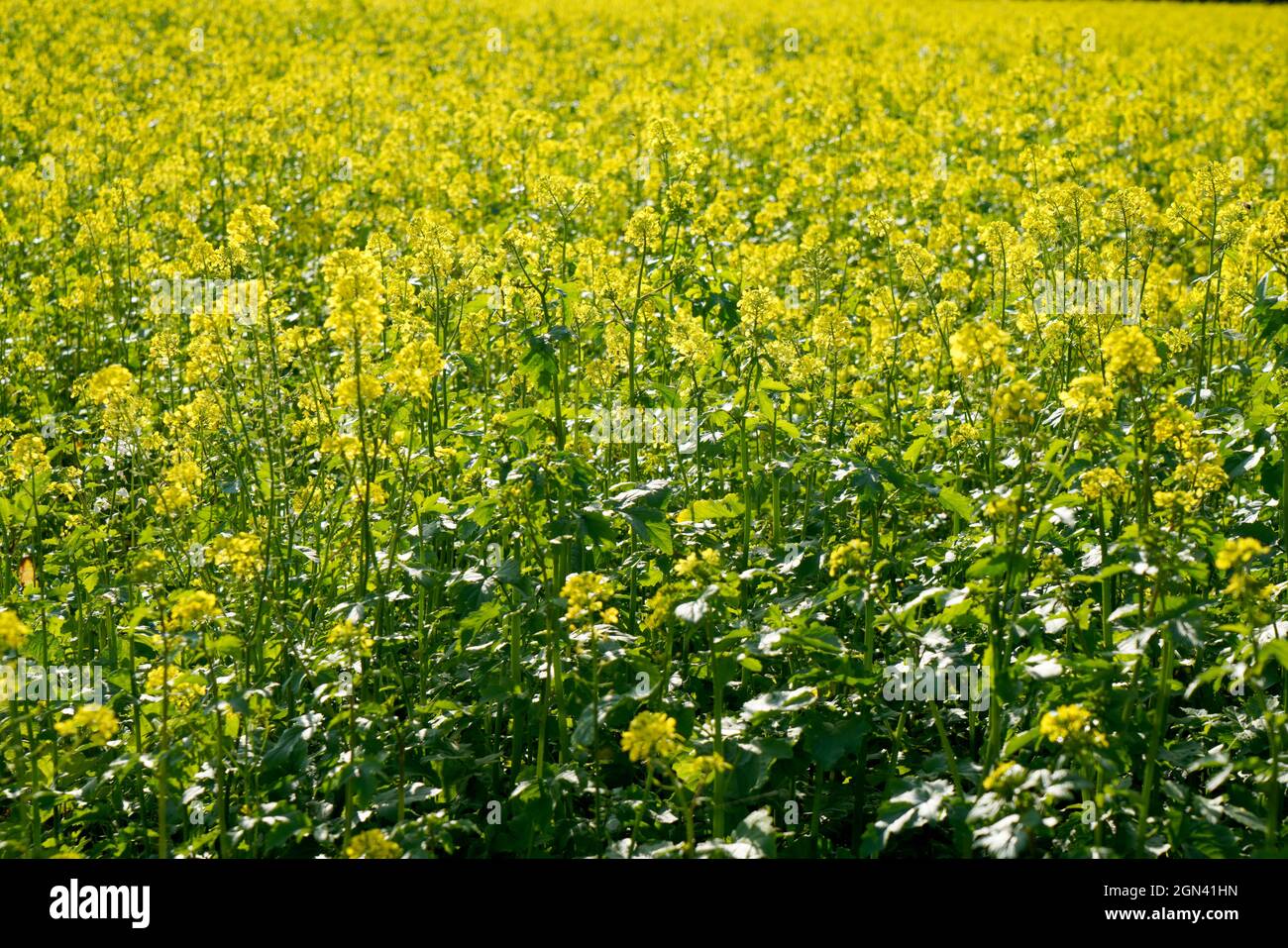 Beautiful blooming rapeseed flower field Stock Photo - Alamy