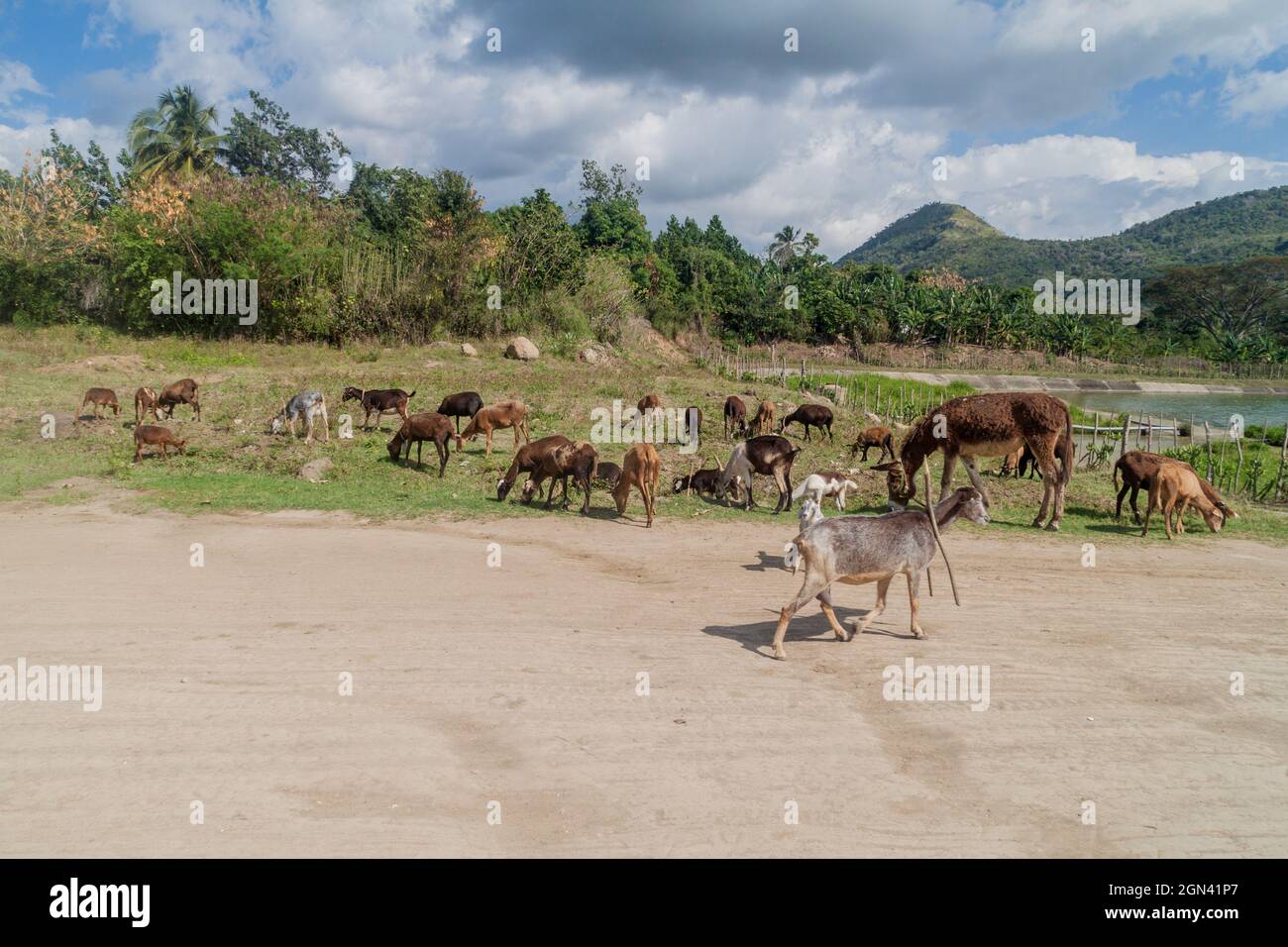 Herd of goats in El Cobre village, Cuba Stock Photo - Alamy