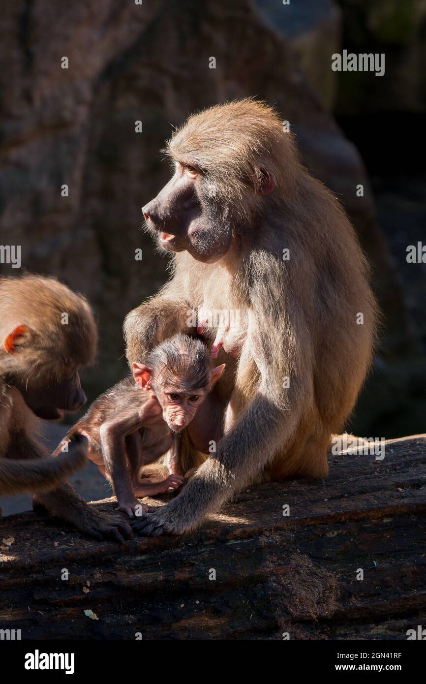 Macaques china hi-res stock photography and images - Alamy