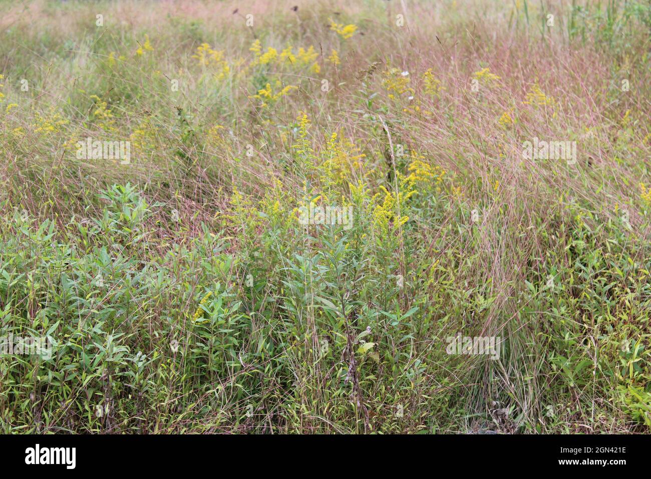 Goldenrod field hi-res stock photography and images - Alamy