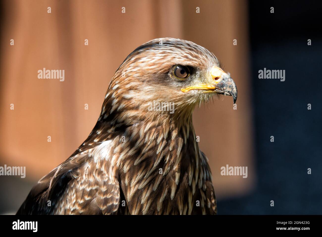Buzzard hawk hi-res stock photography and images - Alamy