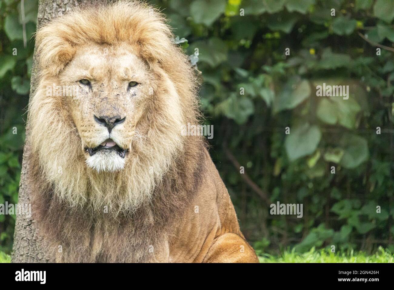 Beautiful powerful lion on a safari Stock Photo - Alamy