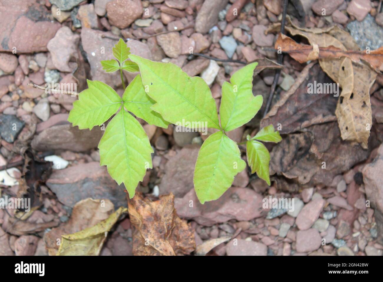 Poison Ivy Sprouts in a Forest Stock Photo - Alamy