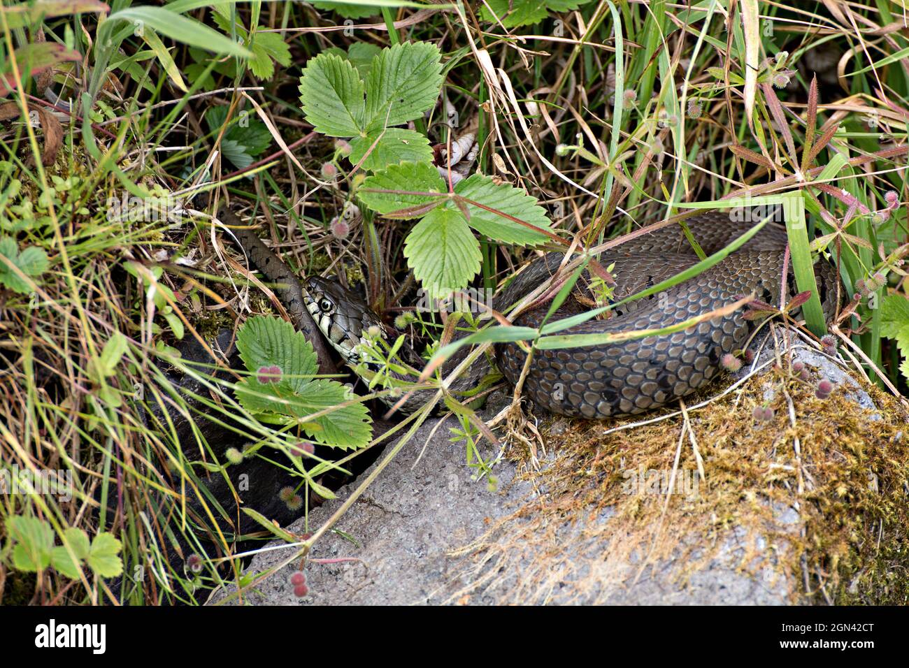 Close-up of a (European) grass snake [Natrix natrix] Stock Photo - Alamy
