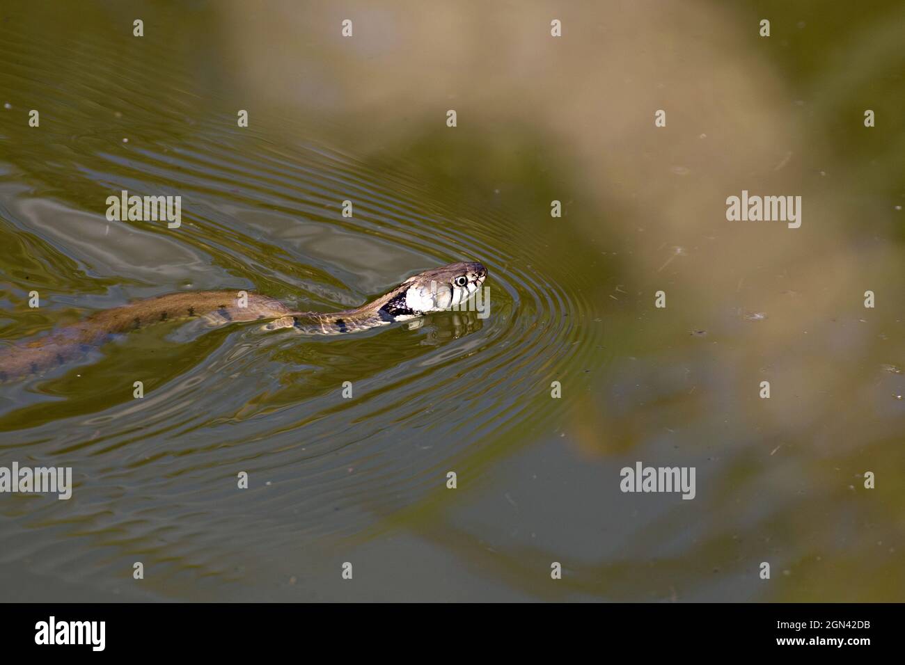 Close-up of a (European) grass snake [Natrix natrix] Stock Photo - Alamy