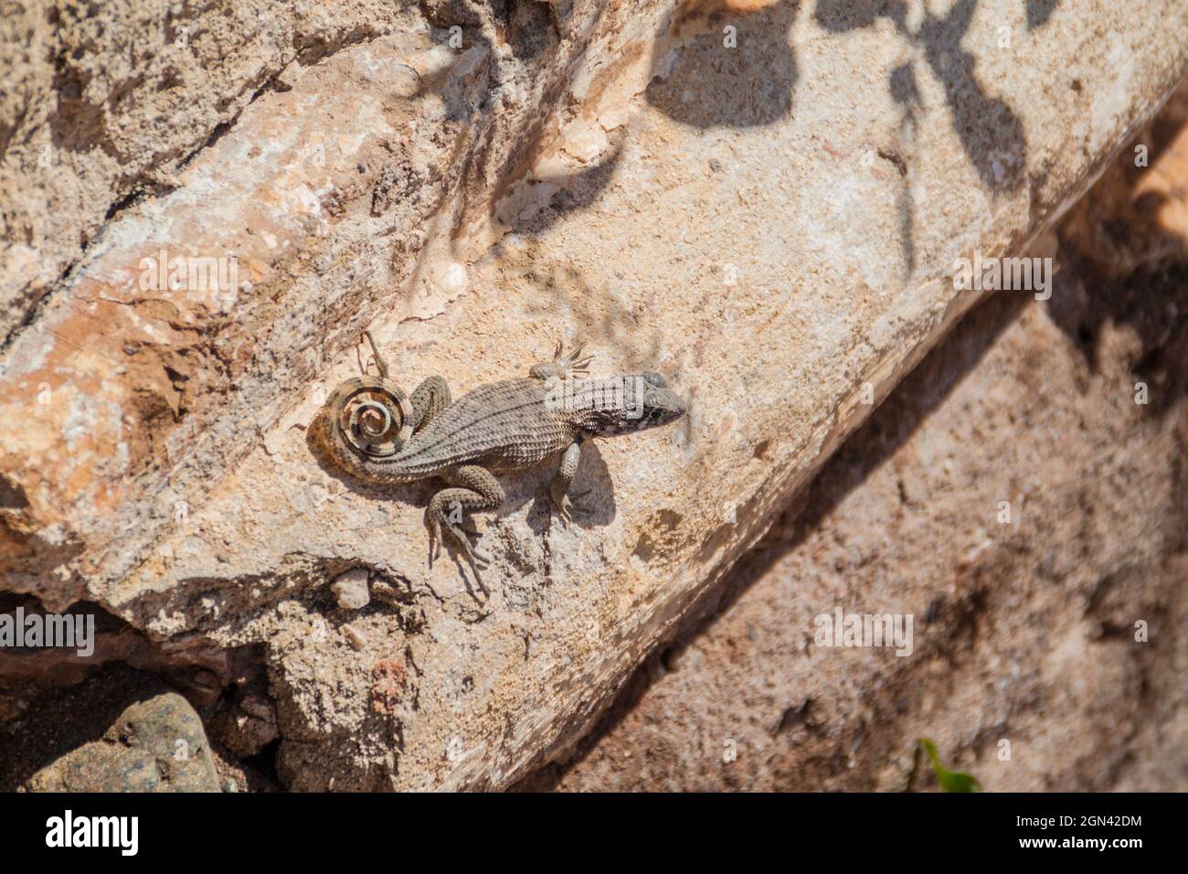 Curly-tailed lizard (Leiocephalus) in Trinidad, Cuba Stock Photo - Alamy