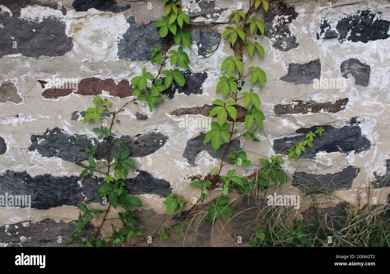 Foundation overgrown hi-res stock photography and images - Alamy