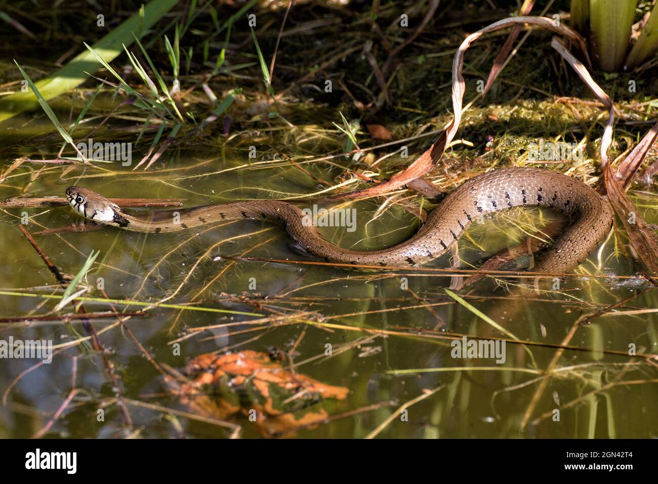 Close-up of a (European) grass snake [Natrix natrix] Stock Photo - Alamy