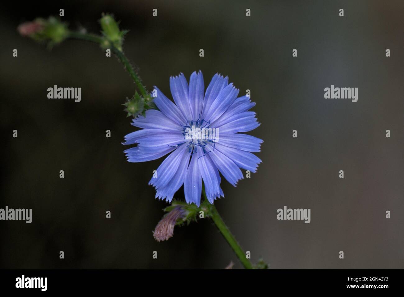Blue sailor hi-res stock photography and images - Alamy
