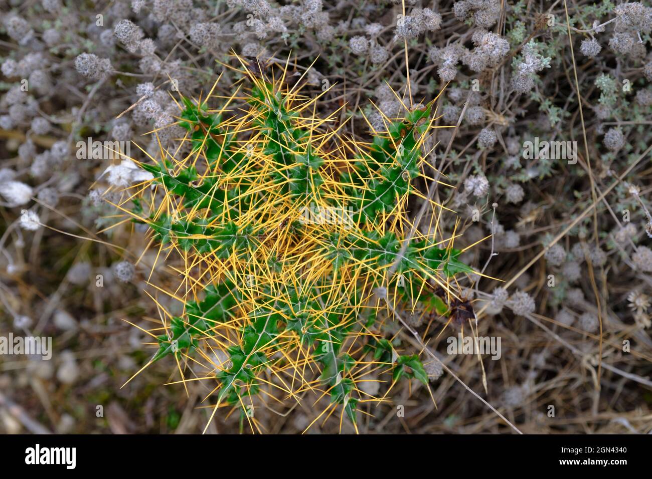 Ventas de zafarraya hi-res stock photography and images - Alamy