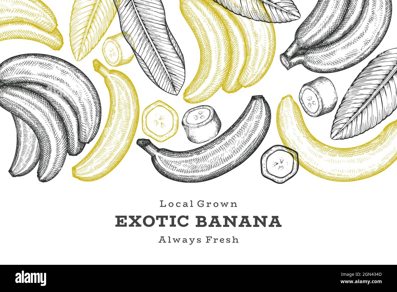 Hand drawn sketch style banana banner. Organic fresh fruit vector ...