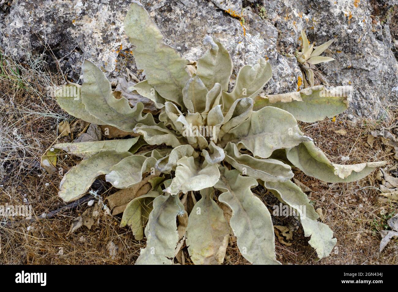 Hiking Tajo de la U, Zafarraya pass, Andalucía, Spain, Europe Stock ...