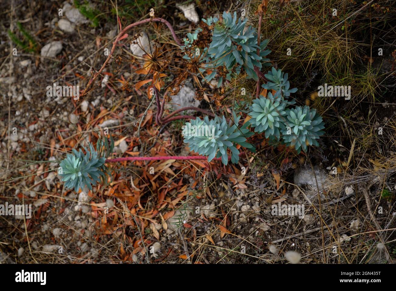 Hiking Tajo de la U, Zafarraya pass, Andalucía, Spain, Europe Stock ...