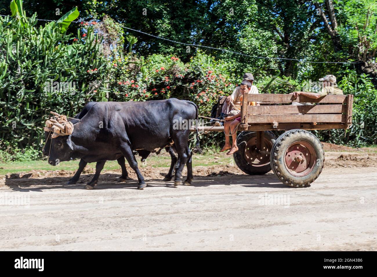 Bull pulling cart hi-res stock photography and images - Alamy