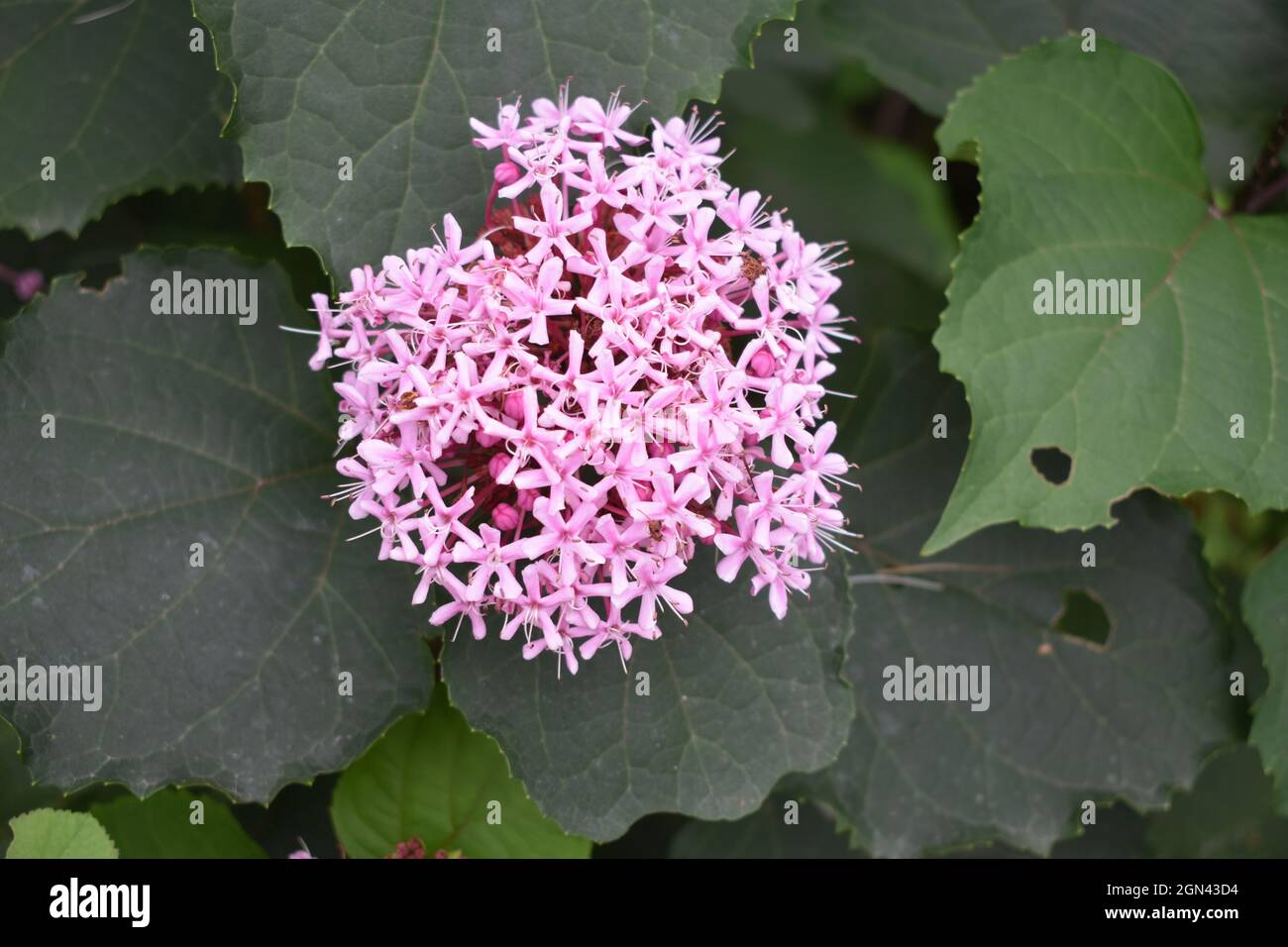 Growing clerodendrum in a garden Stock Photo - Alamy