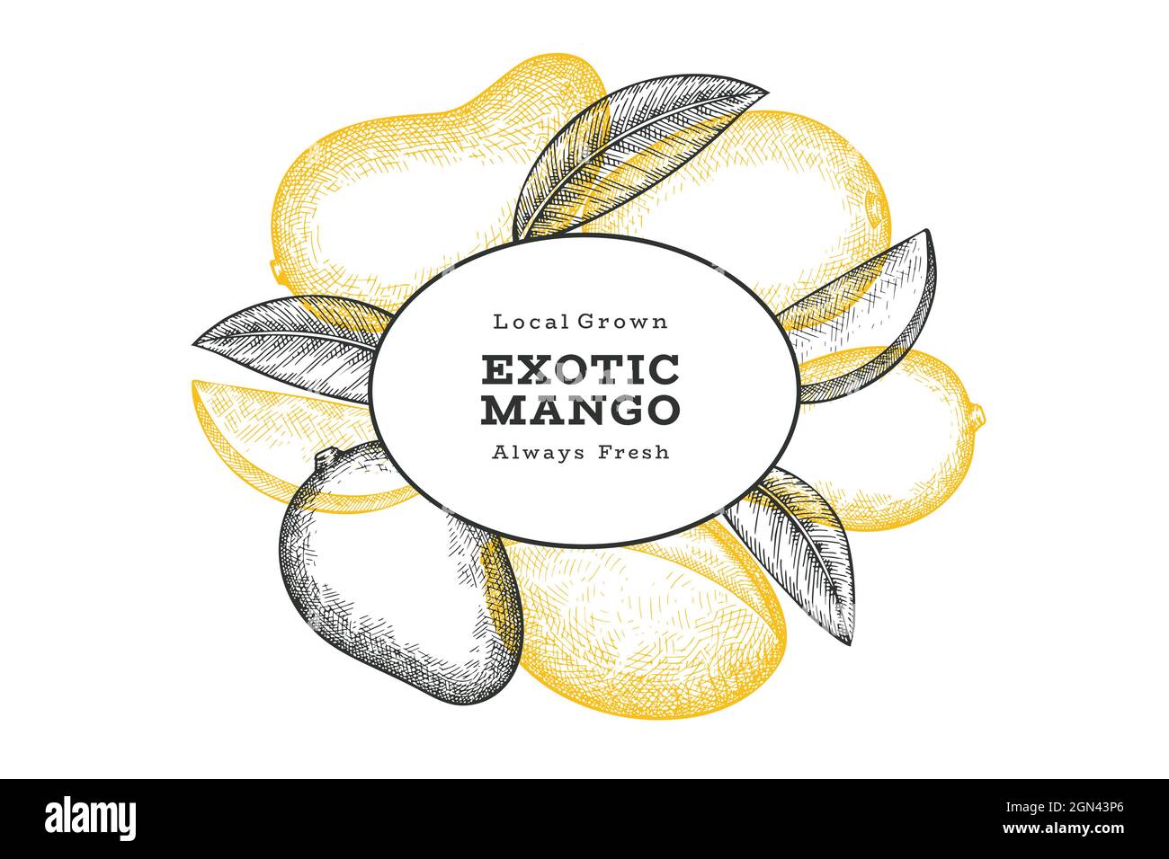 Hand drawn sketch style mango banner. Organic fresh fruit vector ...
