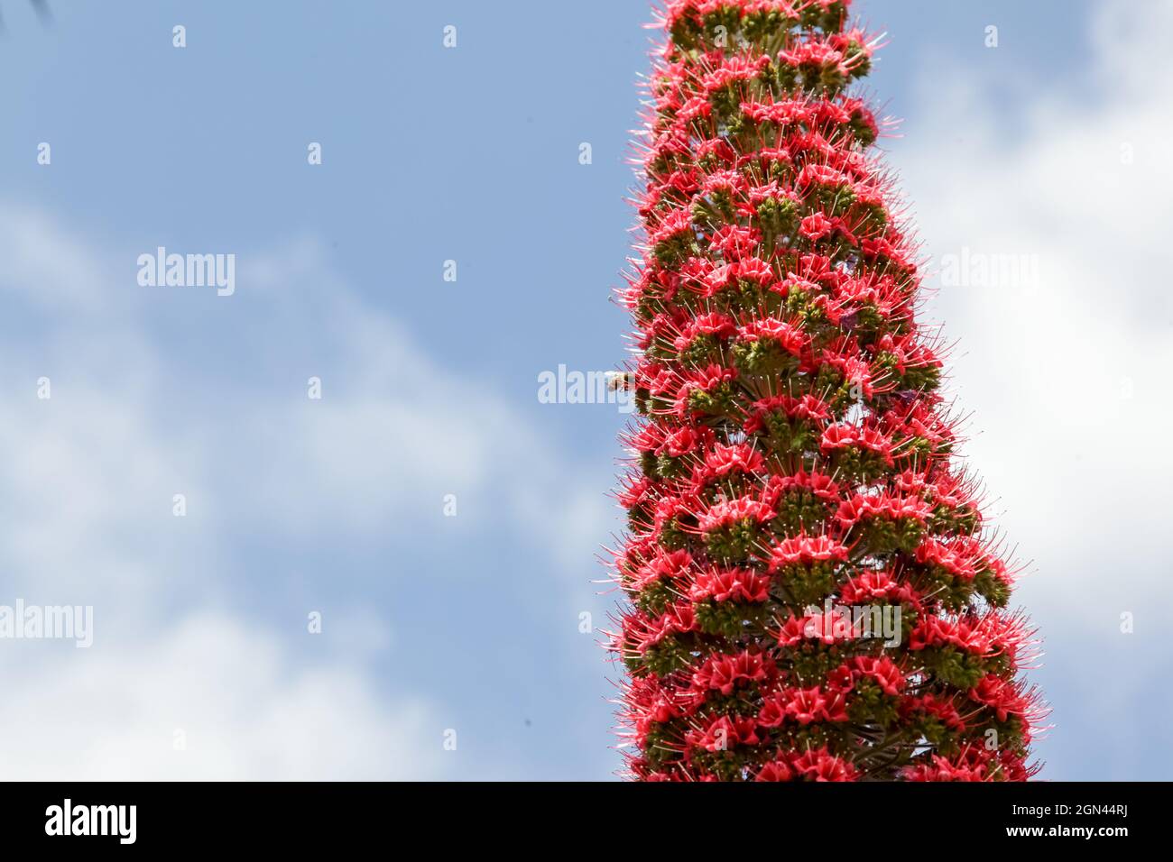 Pink tall echium wildpretii tropical plant against cloudy blue sky ...