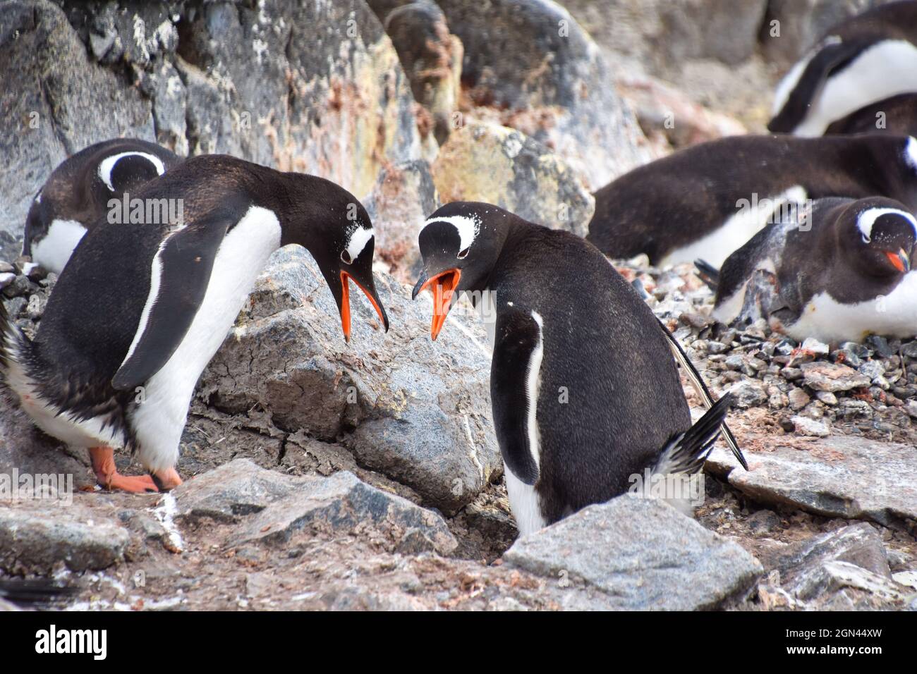 Group of adorable penguins standing and lying in the rocky area Stock ...