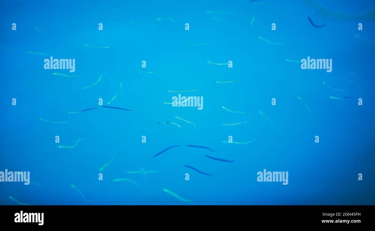 Small sandeel fishes in sea water Stock Photo - Alamy