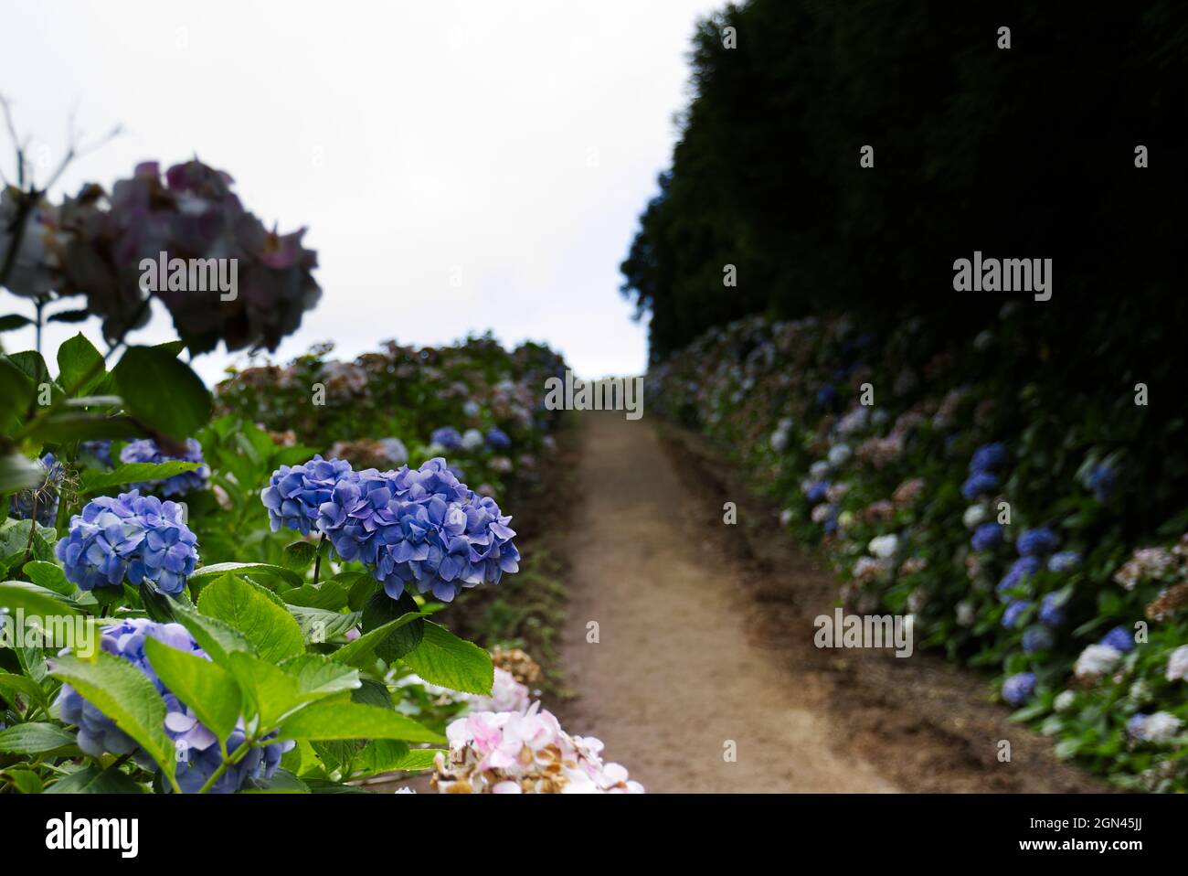 The beautiful hydrangeas of Sao Miguel, Azores Stock Photo - Alamy