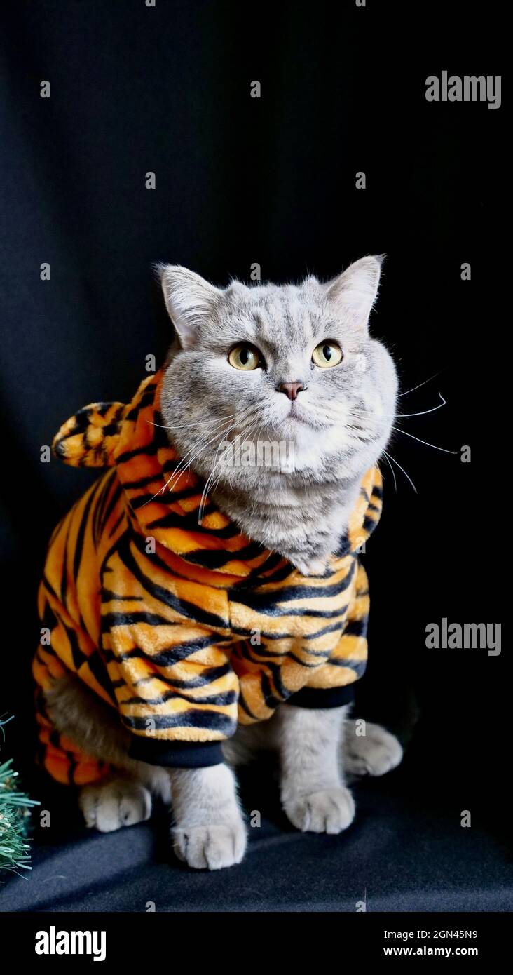 Pet British, Scottish Straight cat in a tiger costume lies on an ...
