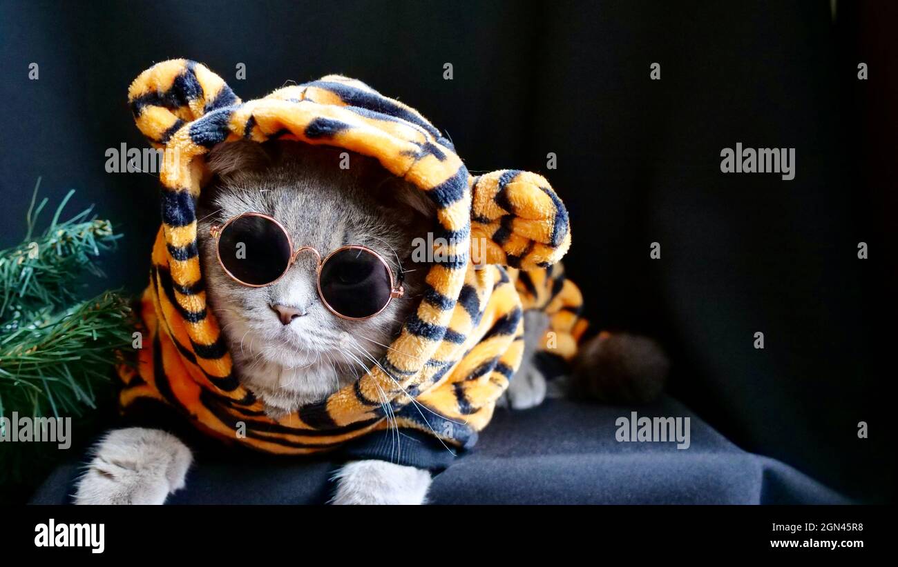 Pet British, Scottish Straight cat in a tiger costume lies on an ...