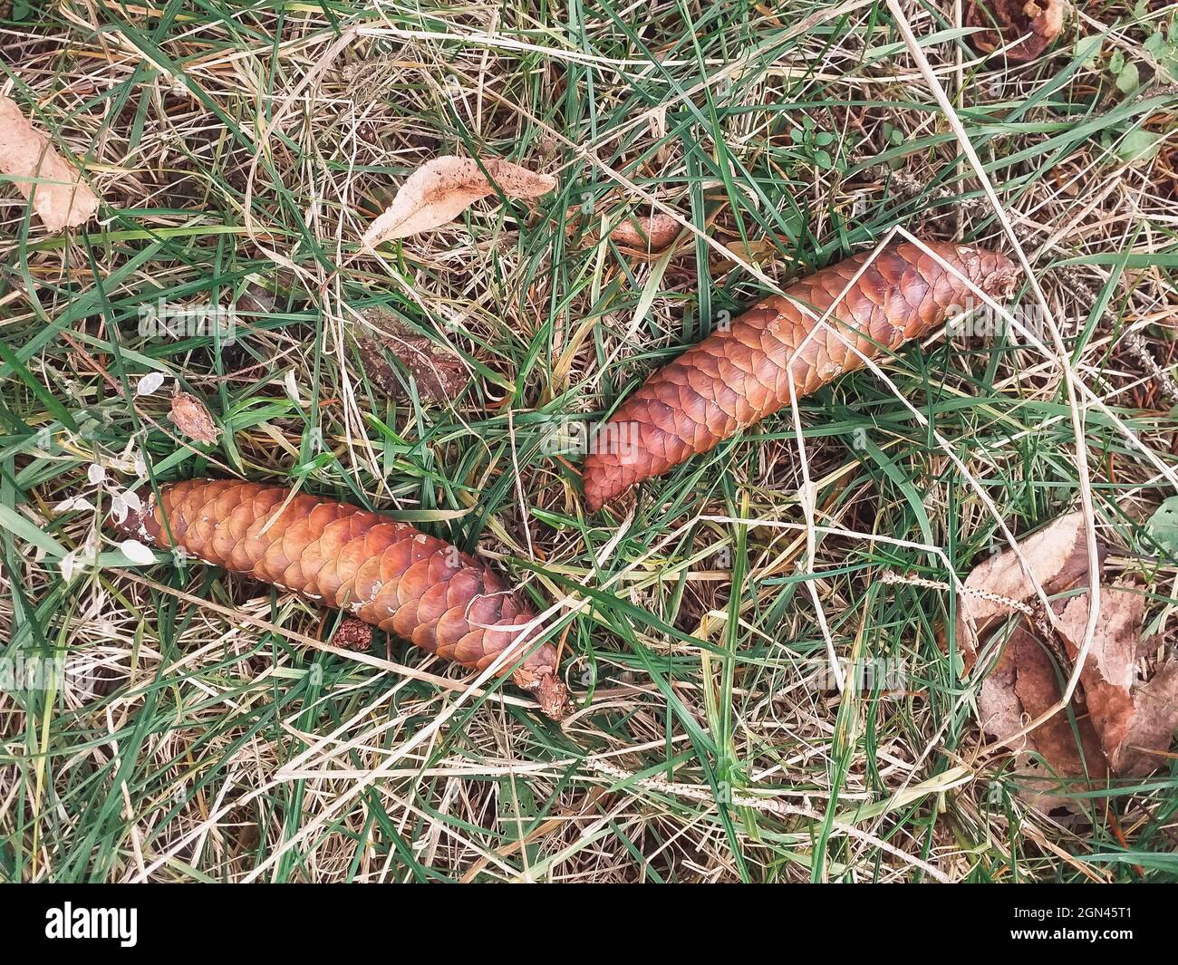 Top view of two big cones Stock Photo - Alamy