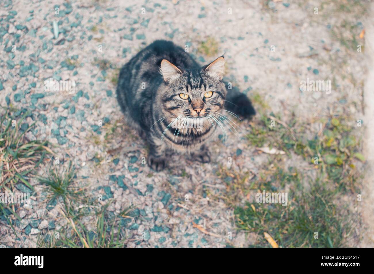 Top view of a cat in the garden Stock Photo - Alamy