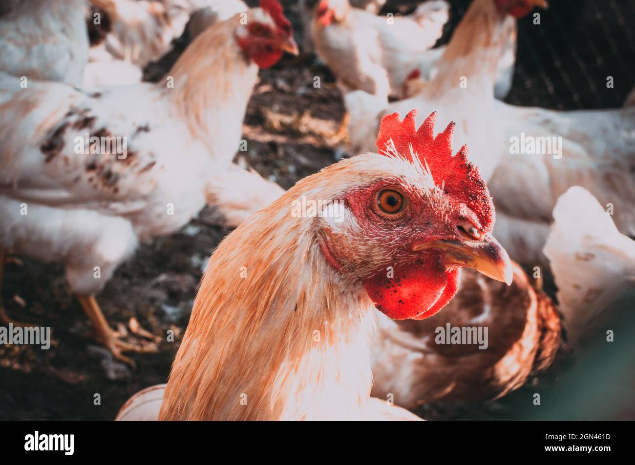 Closeup shot of a hen head Stock Photo - Alamy