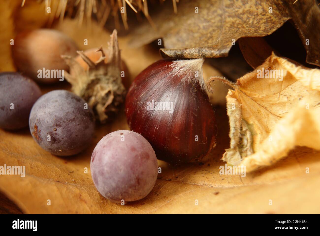 autumn - walnut, chestnut, grape, hazelnut, chestnut hedgehog Stock ...