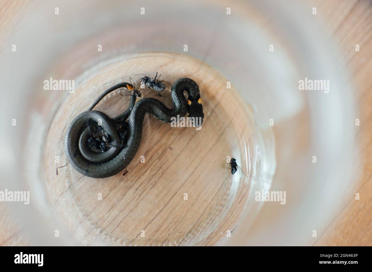 Top view of a black snake on pot Stock Photo - Alamy