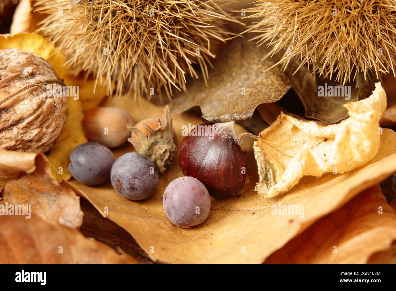 autumn - walnut, chestnut, grape, hazelnut, chestnut hedgehog Stock ...