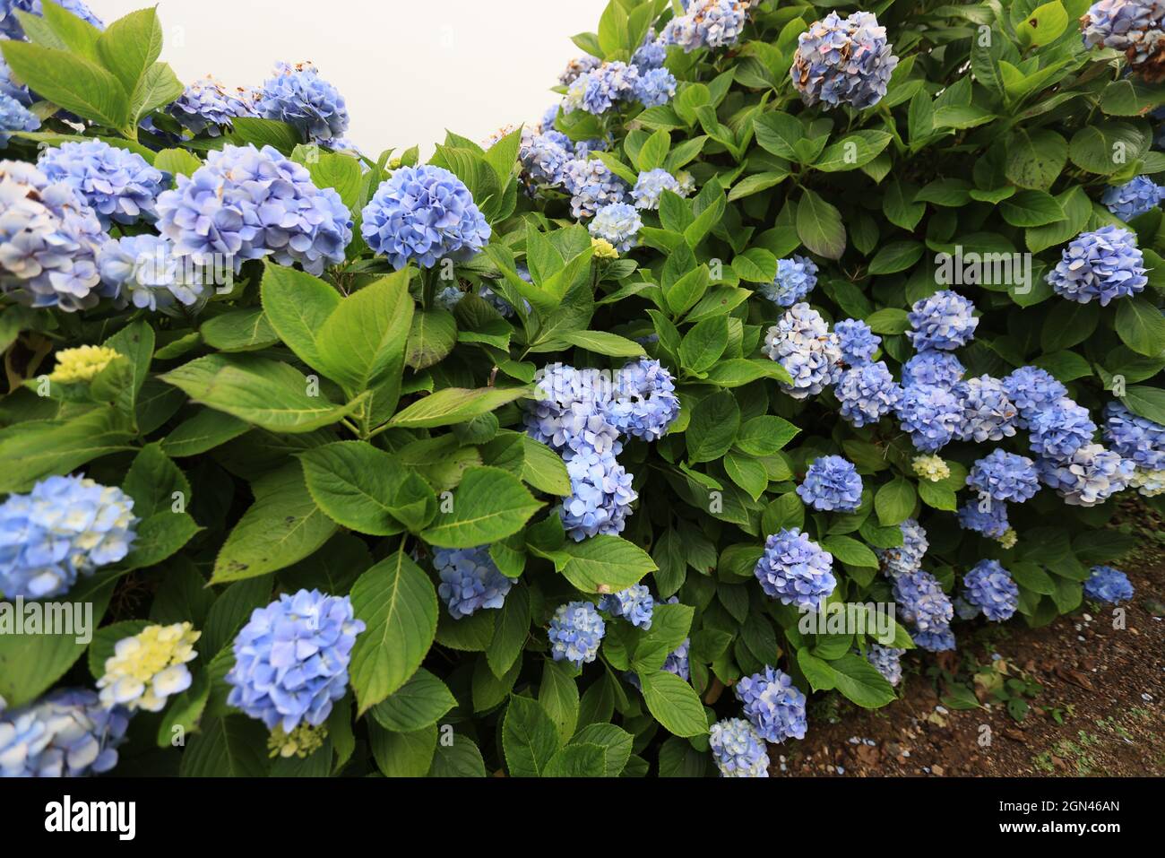 The beautiful hydrangeas of Sao Miguel, Azores Stock Photo - Alamy