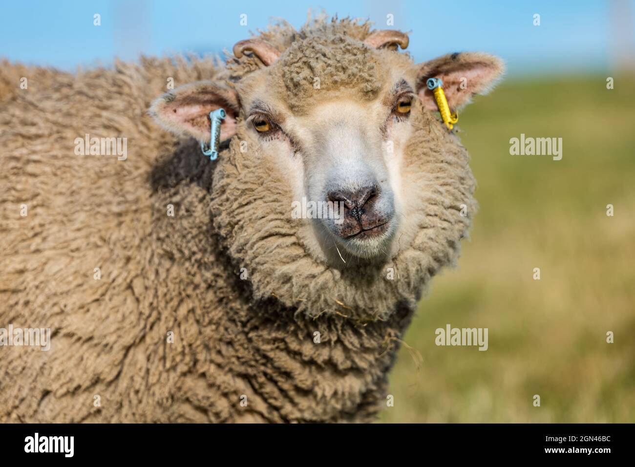 Male sheep hi-res stock photography and images - Alamy