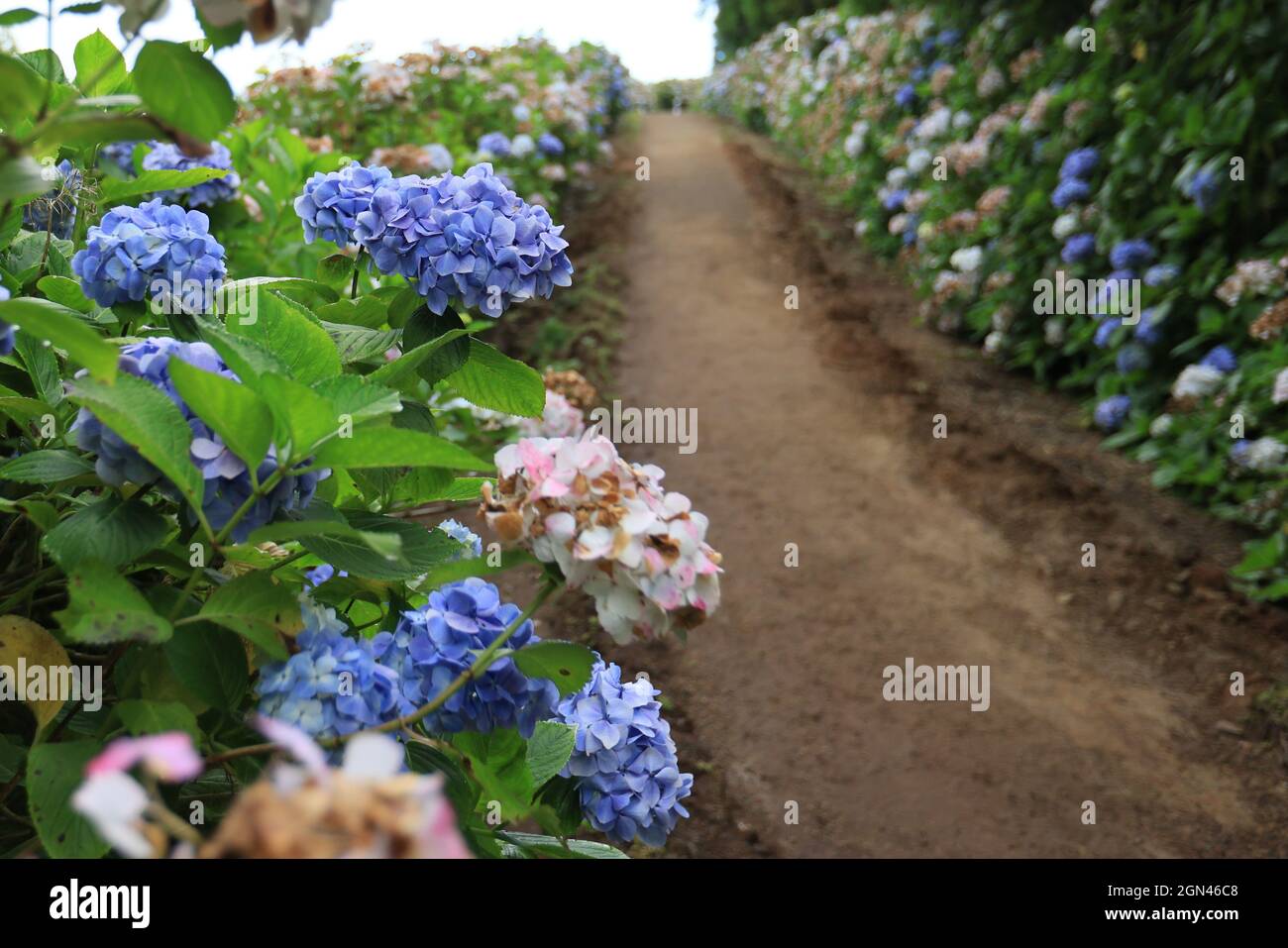 The beautiful hydrangeas of Sao Miguel, Azores Stock Photo - Alamy