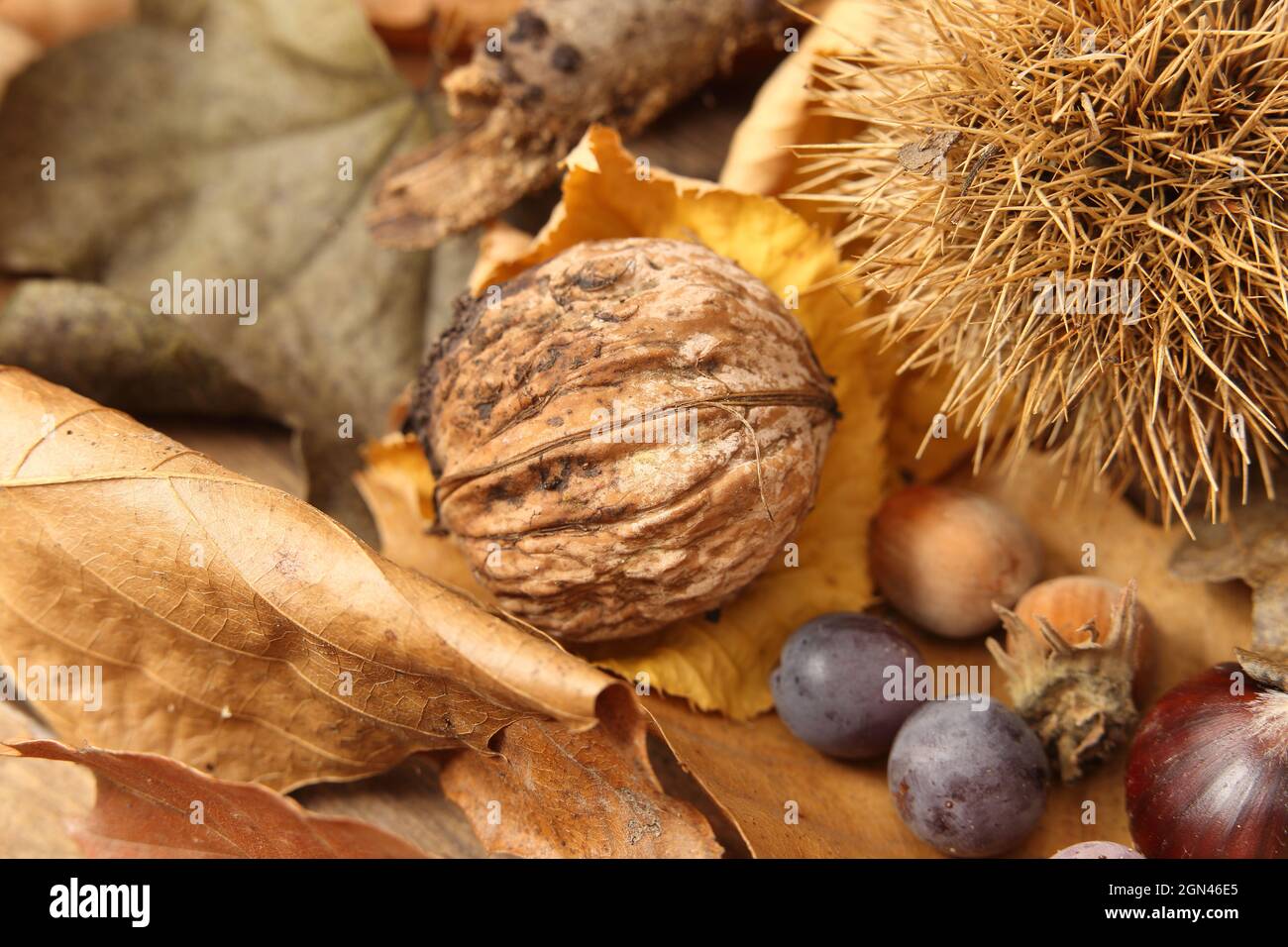 Walnut and chestnut hi-res stock photography and images - Alamy