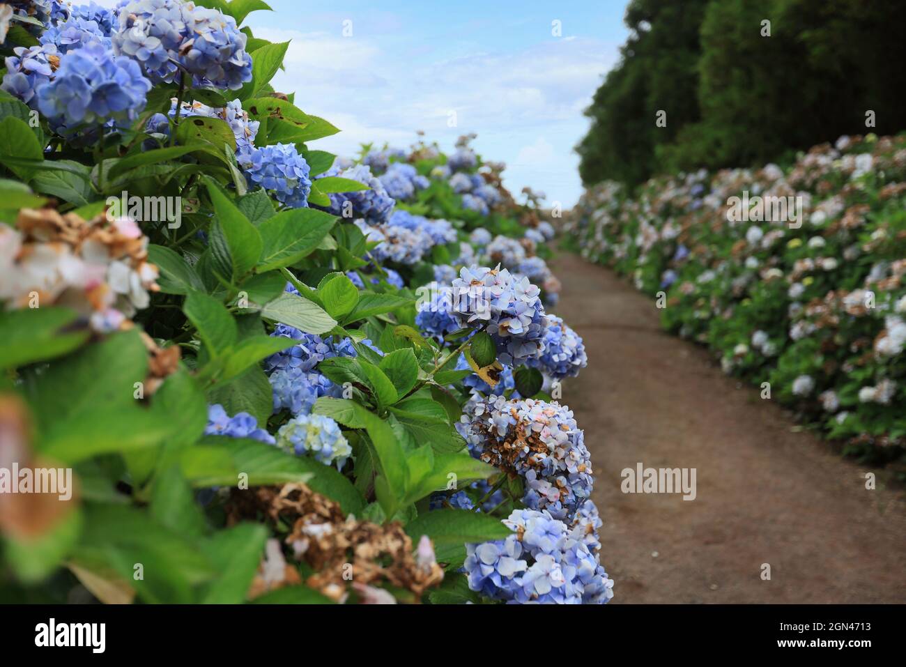 The beautiful hydrangeas of Sao Miguel, Azores Stock Photo - Alamy