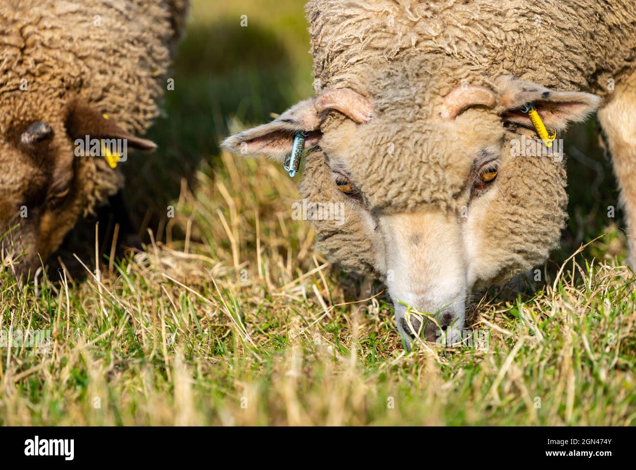 Male sheep hi-res stock photography and images - Alamy