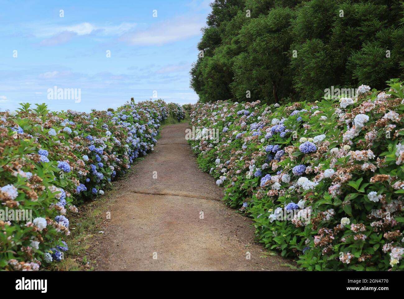 The beautiful hydrangeas of Sao Miguel, Azores Stock Photo - Alamy