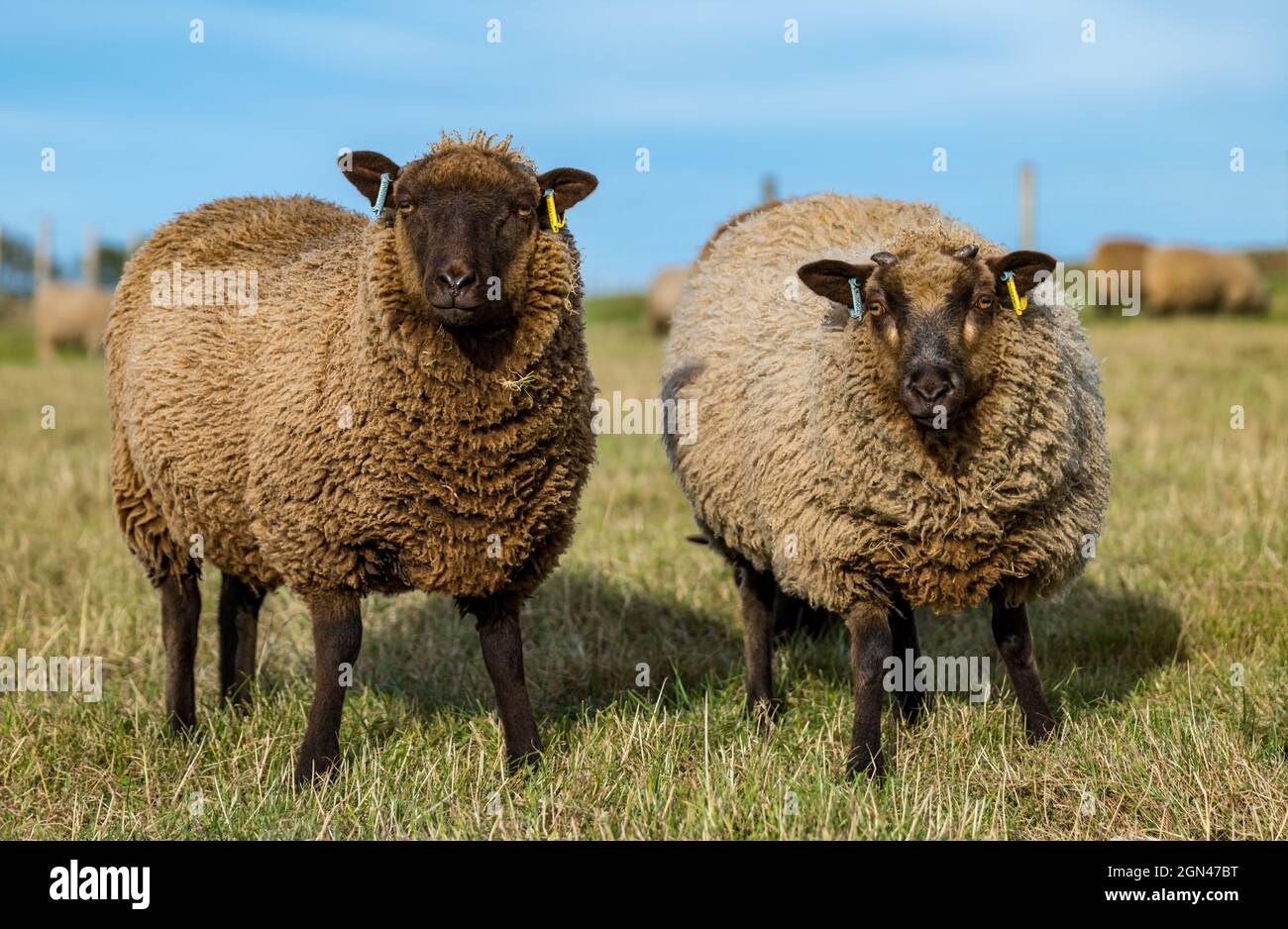 Male sheep hi-res stock photography and images - Alamy