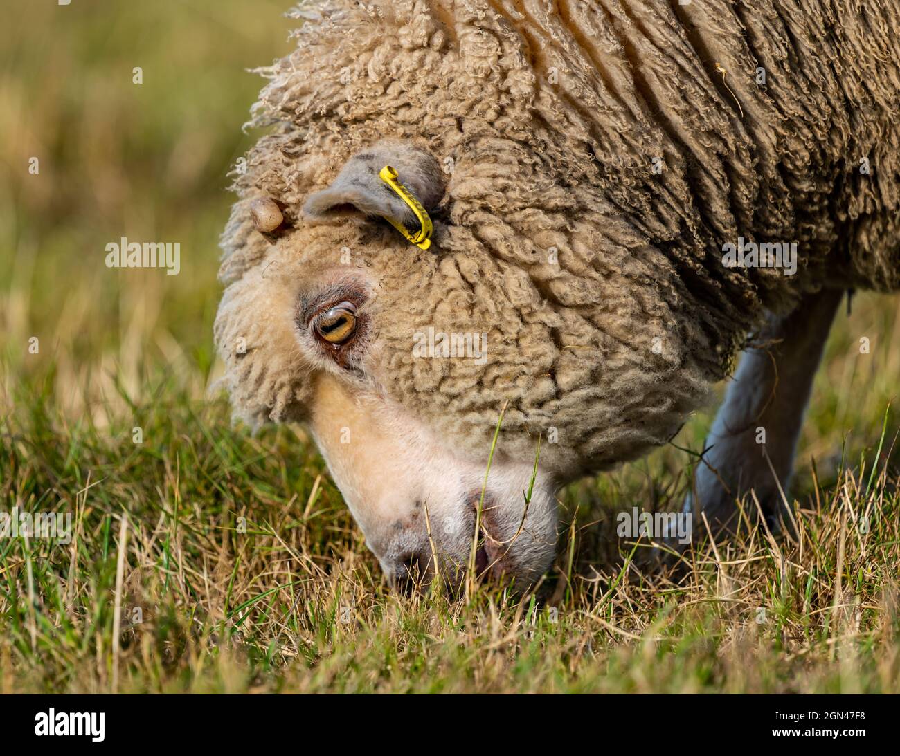 Male sheep hi-res stock photography and images - Alamy