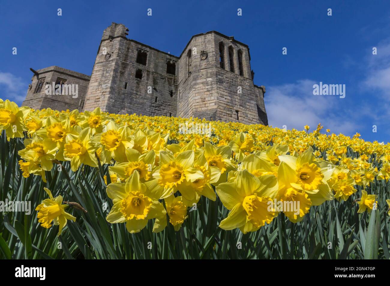 Warkworth Castle with daffodils blooming in spring, Warkworth ...