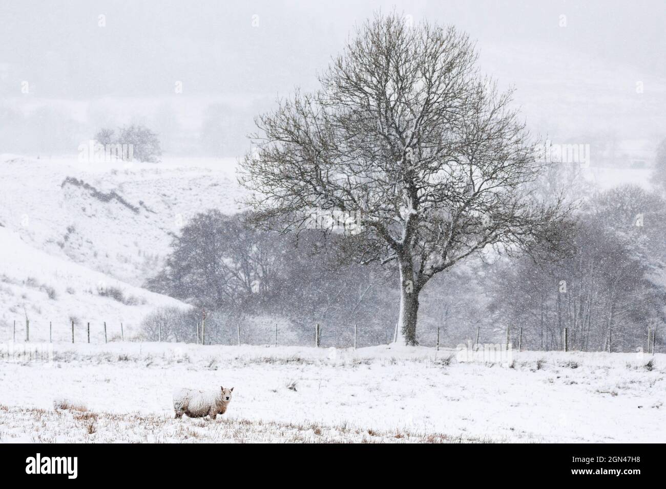 Winter scene, North Tyne Valley, Northumberland national park, UK Stock ...