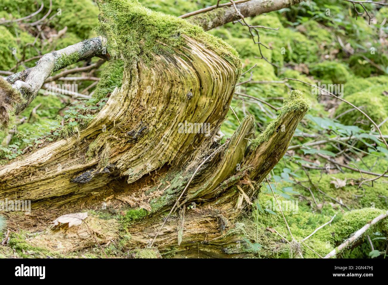 Green Underbrush High Resolution Stock Photography and Images - Alamy