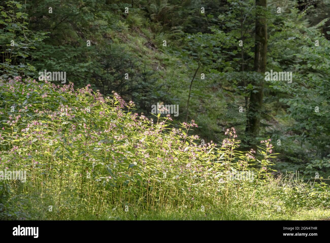 Green underbrush hi-res stock photography and images - Alamy