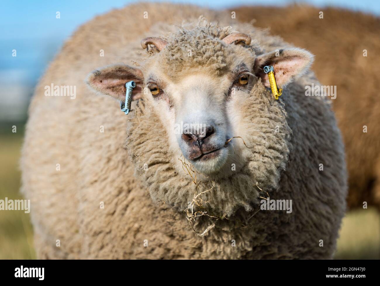 Male sheep hi-res stock photography and images - Alamy