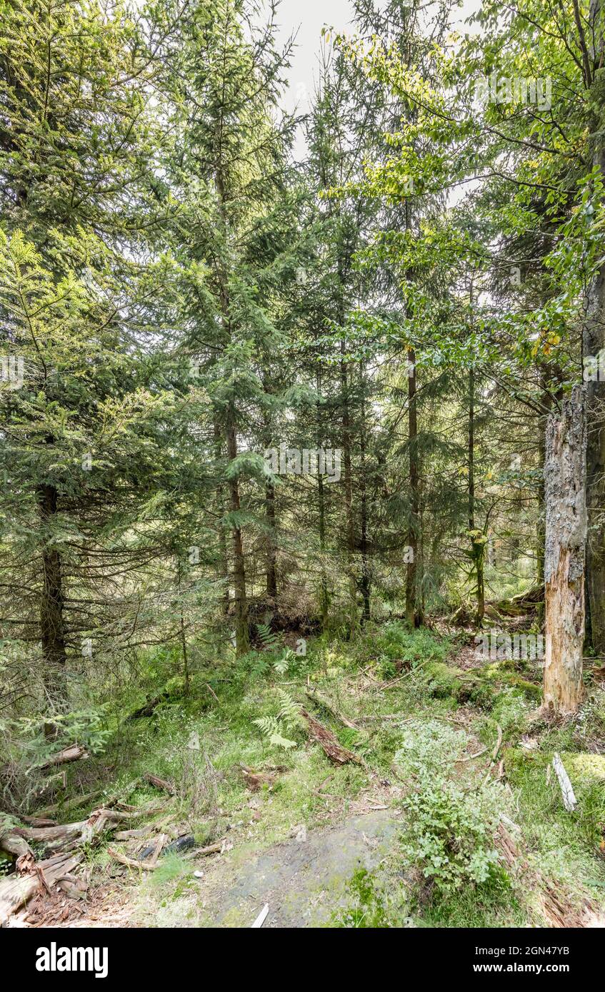 Green underbrush hi-res stock photography and images - Alamy