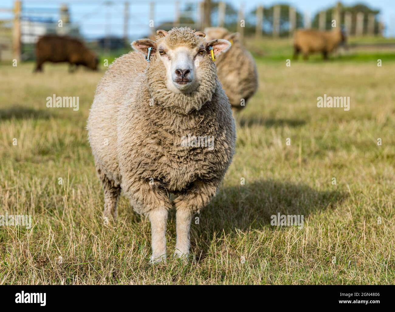 Young male Shetland sheep in grass field in sunshine, East Lothian ...