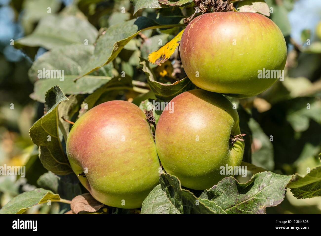 detail of ripe organic apples on tree, shot in summer light near ...