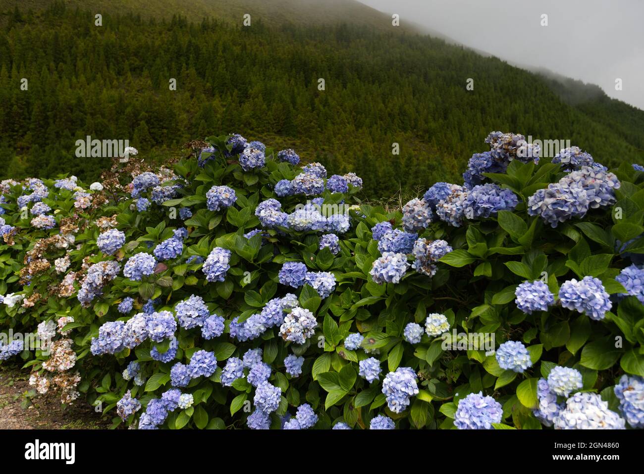 The beautiful hydrangeas of Sao Miguel, Azores Stock Photo - Alamy